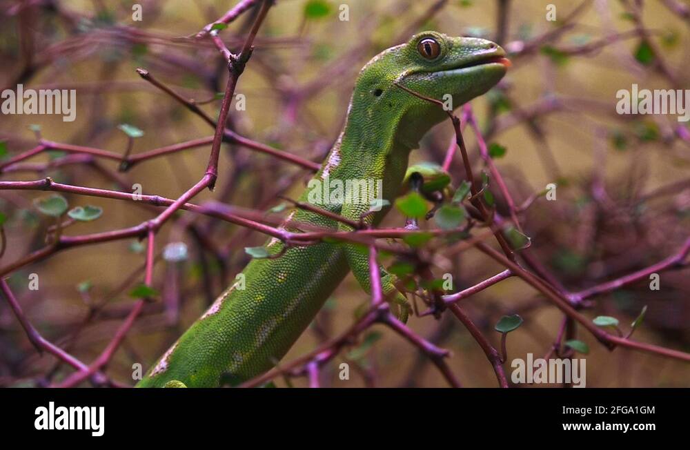 Rare lizards Stock Videos & Footage - HD and 4K Video Clips - Alamy