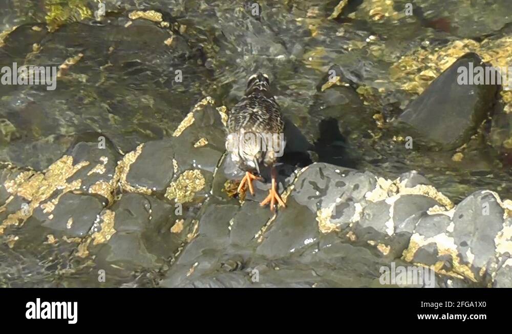 Tidal pools Stock Videos & Footage - HD and 4K Video Clips - Alamy