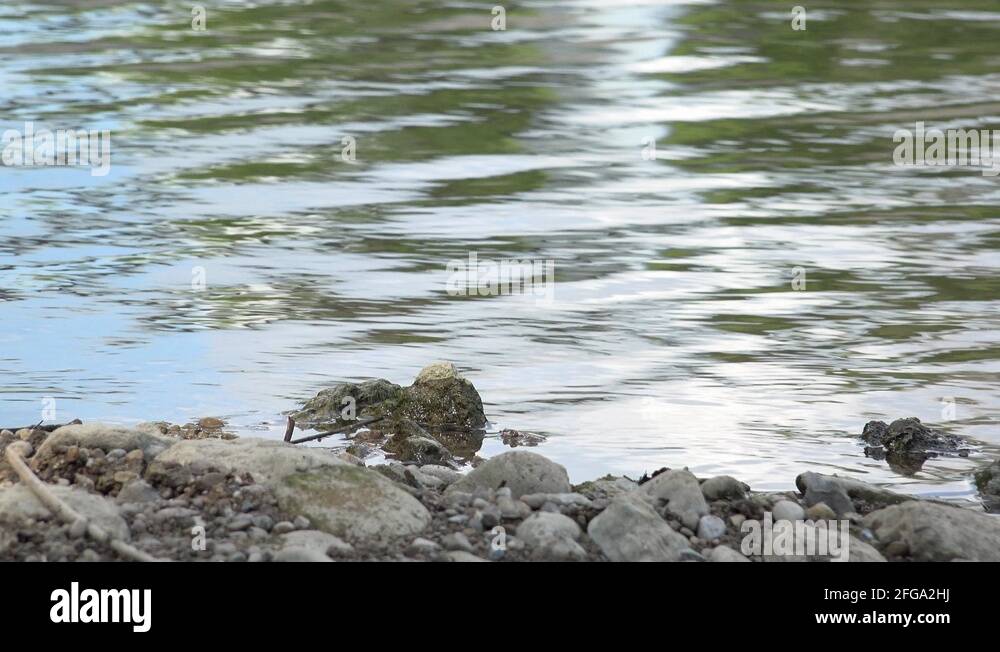 Stream shore with rocks and water ripples 4k Stock Video Footage - Alamy