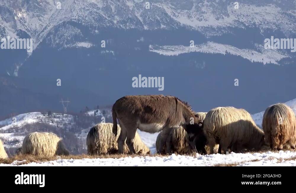 Donkey ice Stock Videos & Footage - HD and 4K Video Clips - Alamy