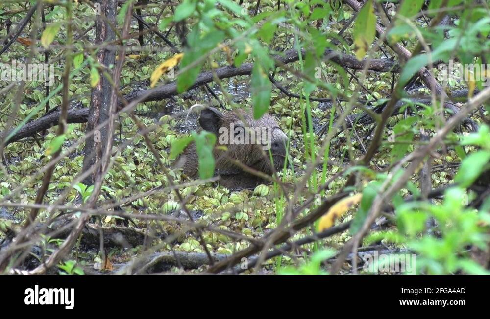 Lesser Capybara hide in swamp in thick bush in lowland rainforest Stock ...