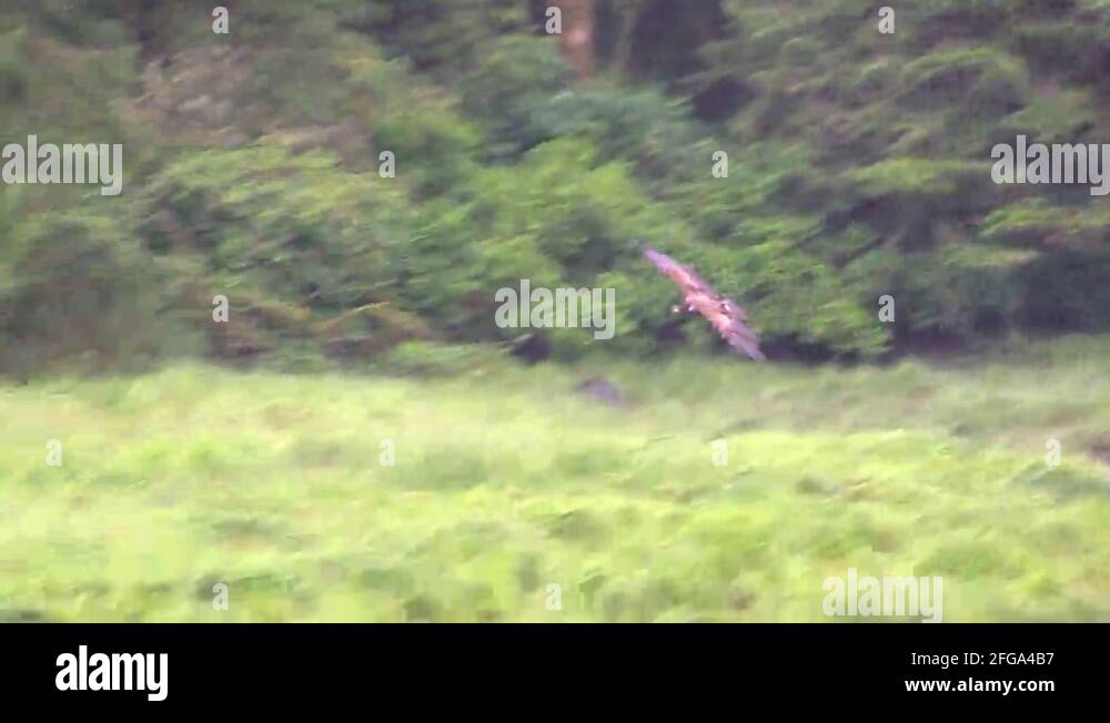 Bird landing sequence Stock Videos & Footage - HD and 4K Video Clips ...