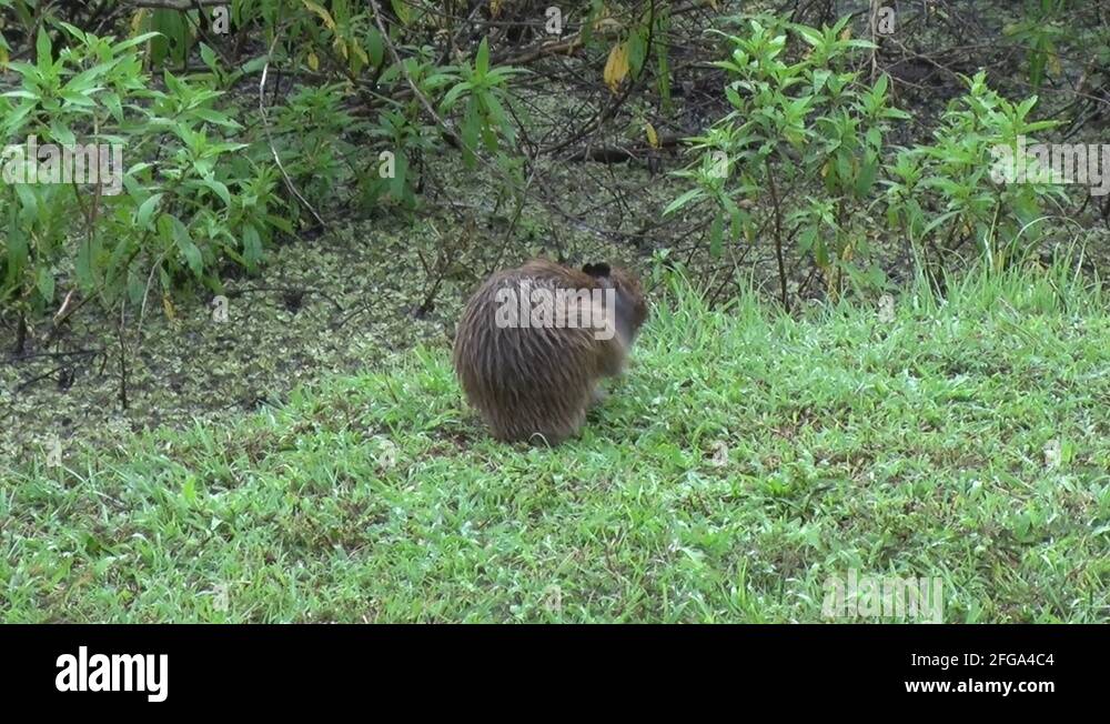 Capybara baby Stock Videos & Footage - HD and 4K Video Clips - Alamy