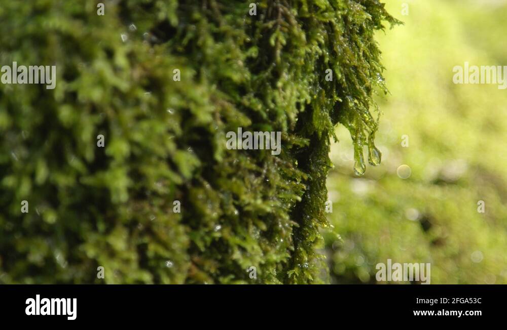 Wet moss Stock Videos & Footage - HD and 4K Video Clips - Alamy