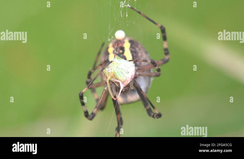 Insect spider attacking a beetle caught in a spider web, macro 4k Stock ...