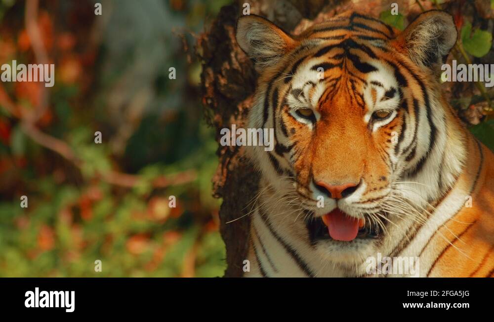 Siberian Tiger Facing the Camera Stock Video Footage - Alamy