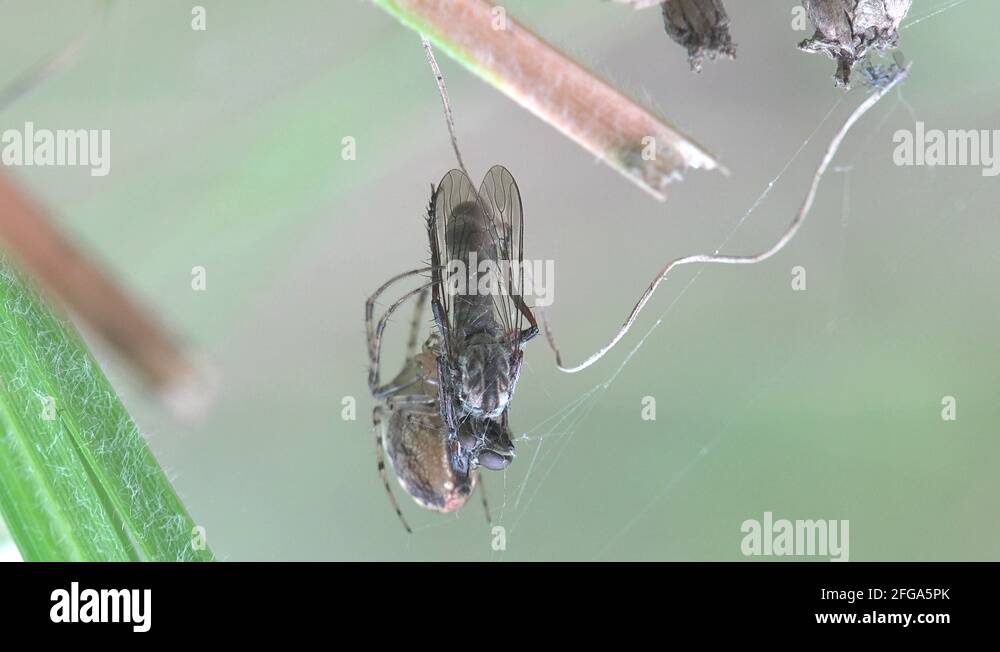 Insect spider attacking a fly caught in a spider web, macro 4k Stock ...