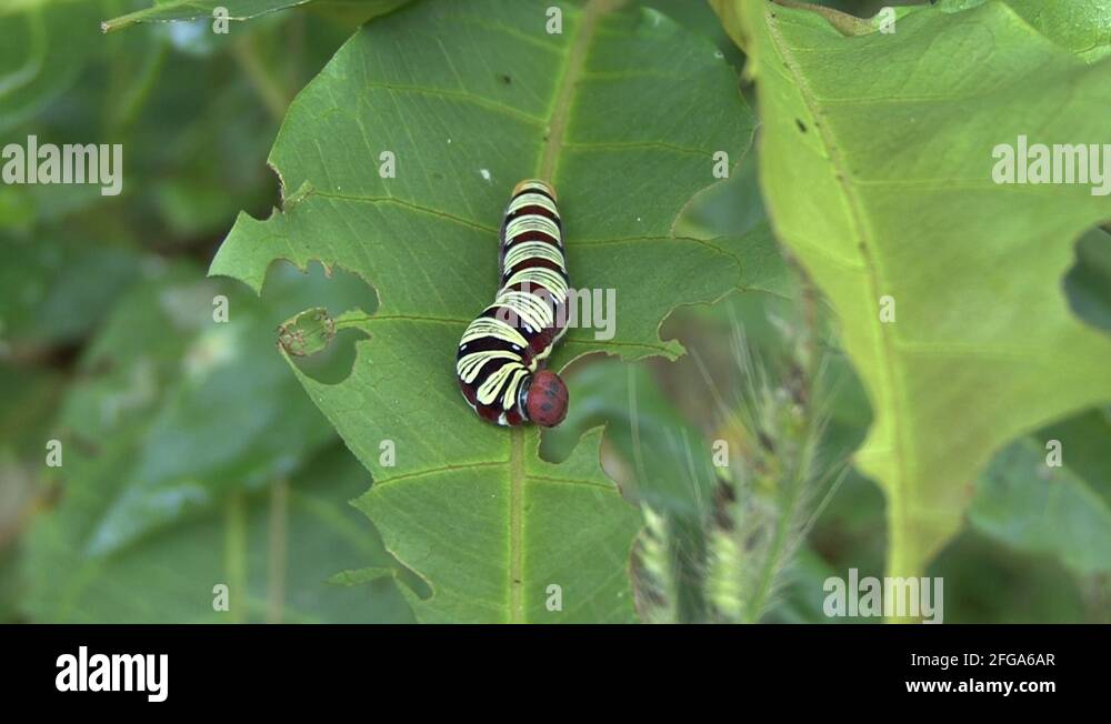 Rainforest invertebrate Stock Videos & Footage - HD and 4K Video Clips ...