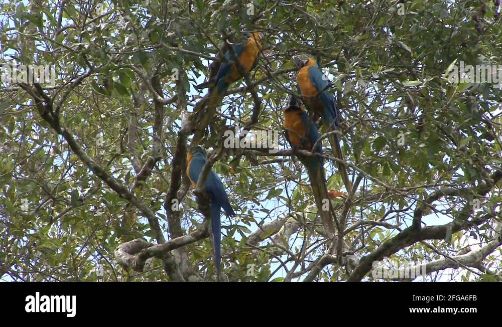 Blue and yellow macaw in tree Stock Videos & Footage - HD and 4K Video ...