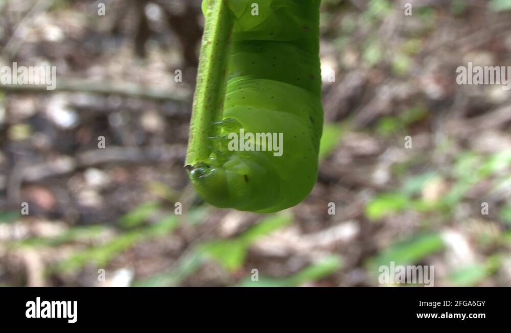 Amazon rainforest caterpillar Stock Videos & Footage - HD and 4K Video ...
