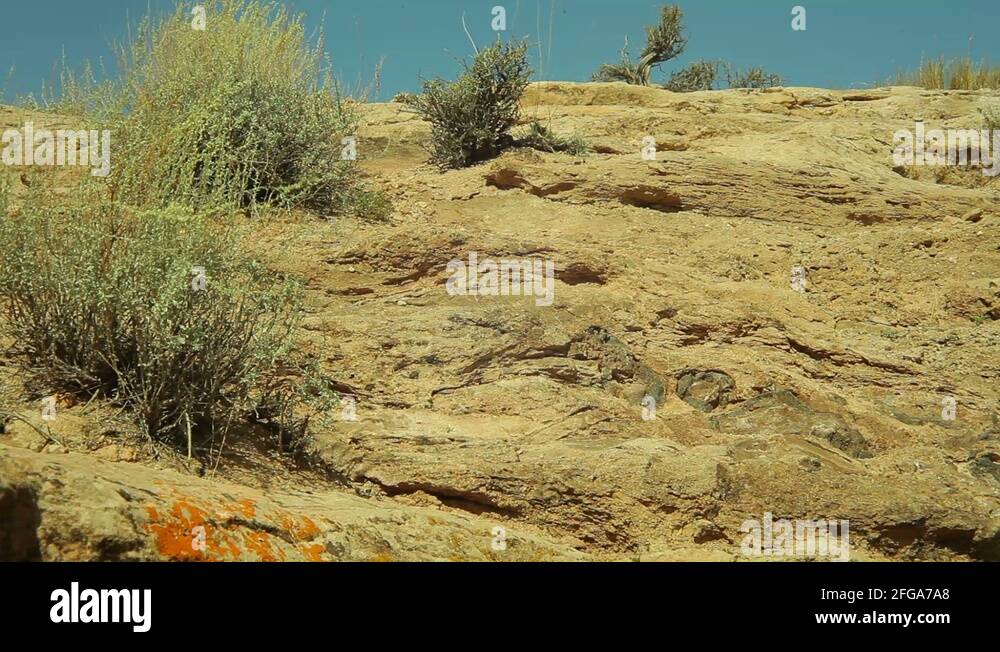 Bone fossils Stock Videos & Footage - HD and 4K Video Clips - Alamy