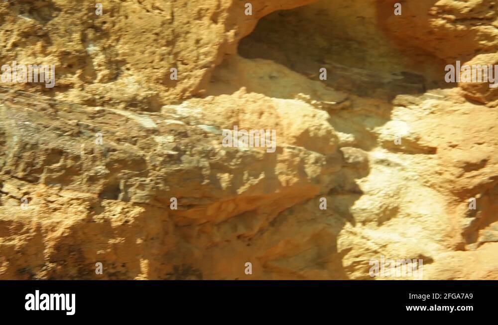 Bone dino Stock Videos & Footage - HD and 4K Video Clips - Alamy