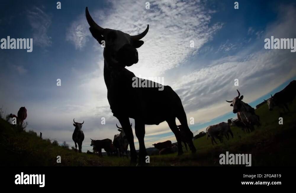 Sky bull Stock Videos & Footage - HD and 4K Video Clips - Alamy