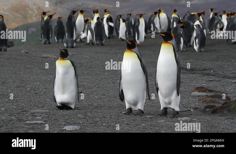 Standing penguins Stock Videos & Footage - HD and 4K Video Clips - Alamy
