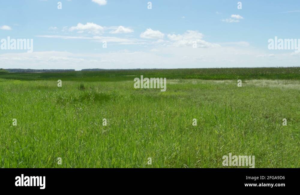Swamp marsh wetland bayou Stock Videos & Footage - HD and 4K Video ...
