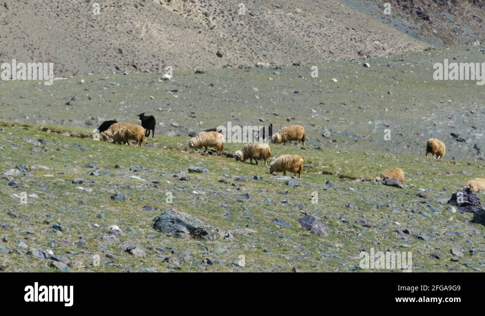 Mountain breed of sheep Stock Videos & Footage - HD and 4K Video Clips ...