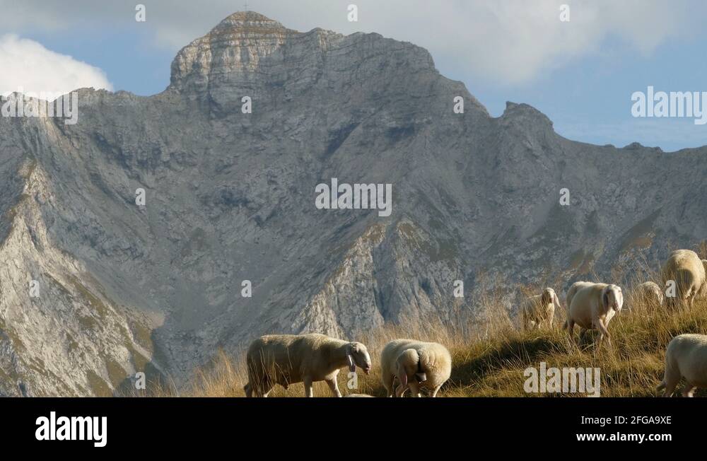 Ram bleating Stock Videos & Footage - HD and 4K Video Clips - Alamy