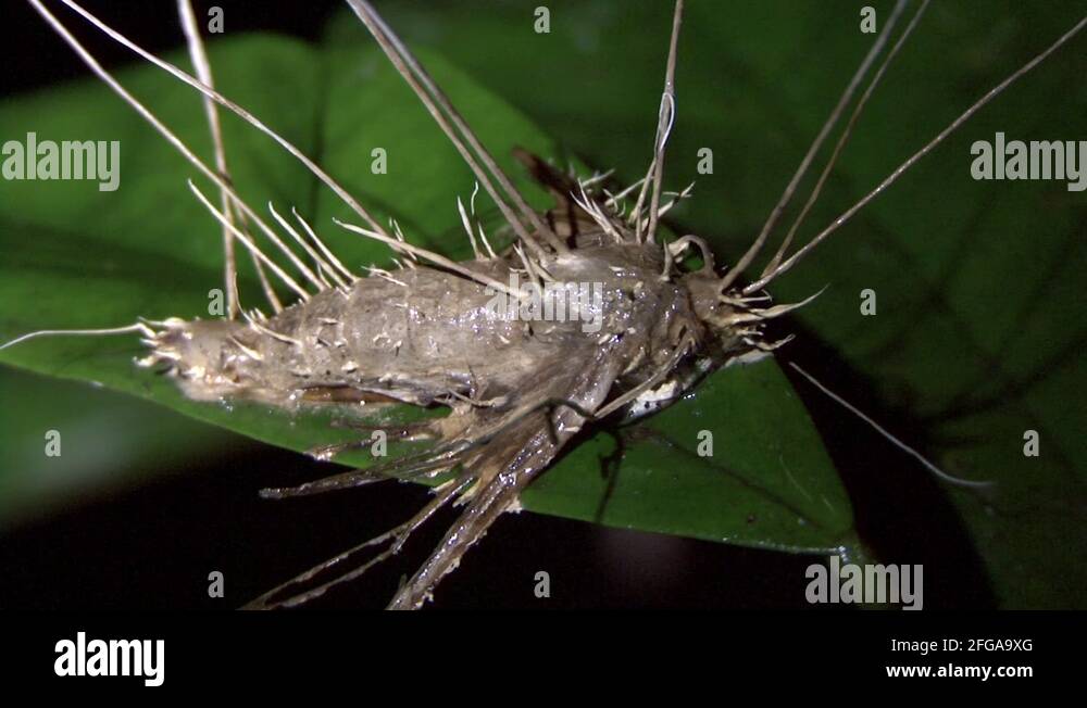 Parasitic fungus growing out of insect in lowland rainforest Stock ...