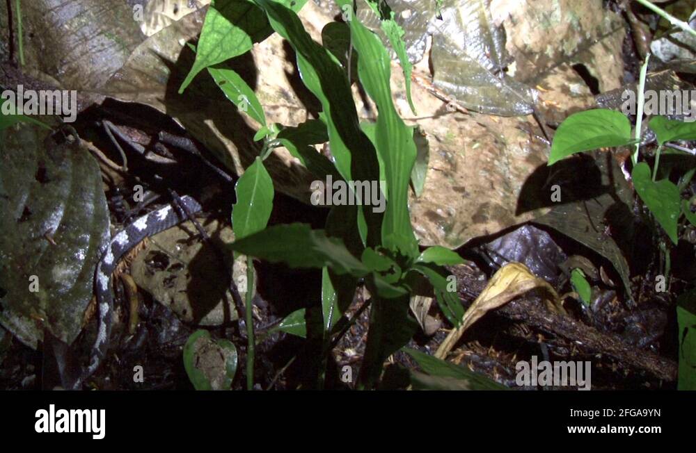 Snake slither in leaf litter at night in lowland rainforest Stock Video ...