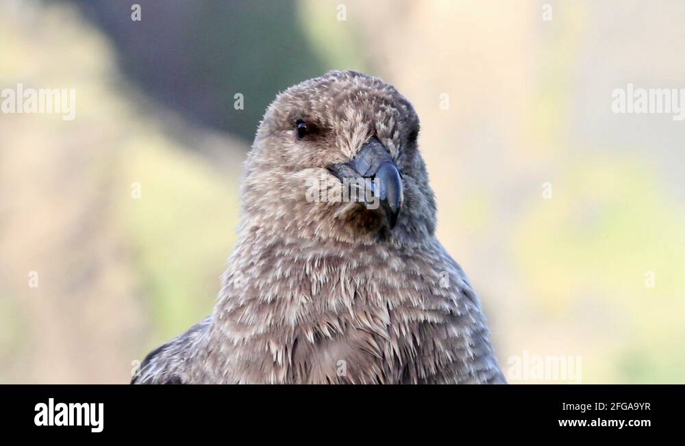 Skua bird Stock Videos & Footage - HD and 4K Video Clips - Alamy
