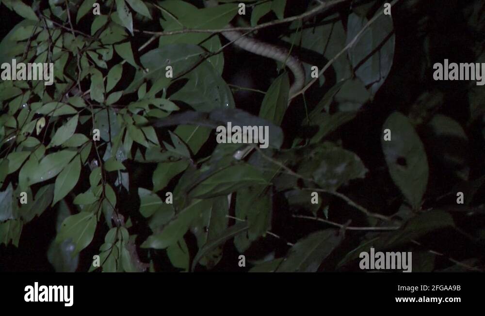 Tree Snake slither down leaves in tree in lowland rainforest in the ...