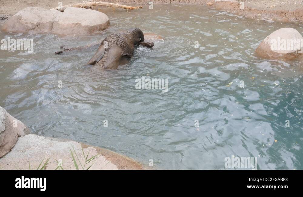 An elephant taking a bath at the zoo Stock Video Footage - Alamy