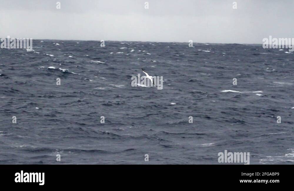 Albatross fishing Stock Videos & Footage - HD and 4K Video Clips - Alamy