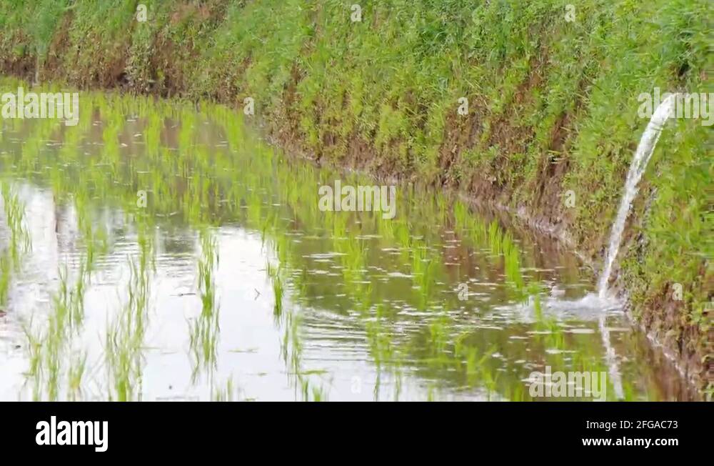 Paddy field irrigation Stock Videos & Footage - HD and 4K Video Clips ...