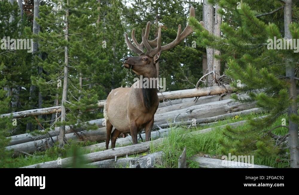 Elk in the woods Stock Videos & Footage - HD and 4K Video Clips - Alamy
