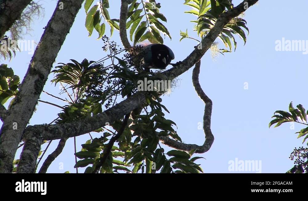 Blue bird of paradise bird Stock Videos & Footage - HD and 4K Video ...