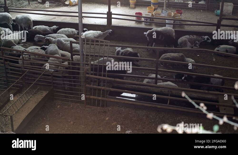 Shaded animals Stock Videos & Footage - HD and 4K Video Clips - Alamy