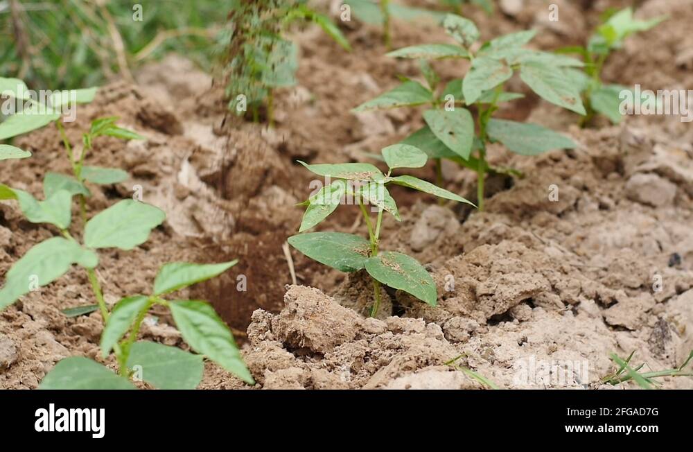 Compost farm fertilizer Stock Videos & Footage - HD and 4K Video Clips ...