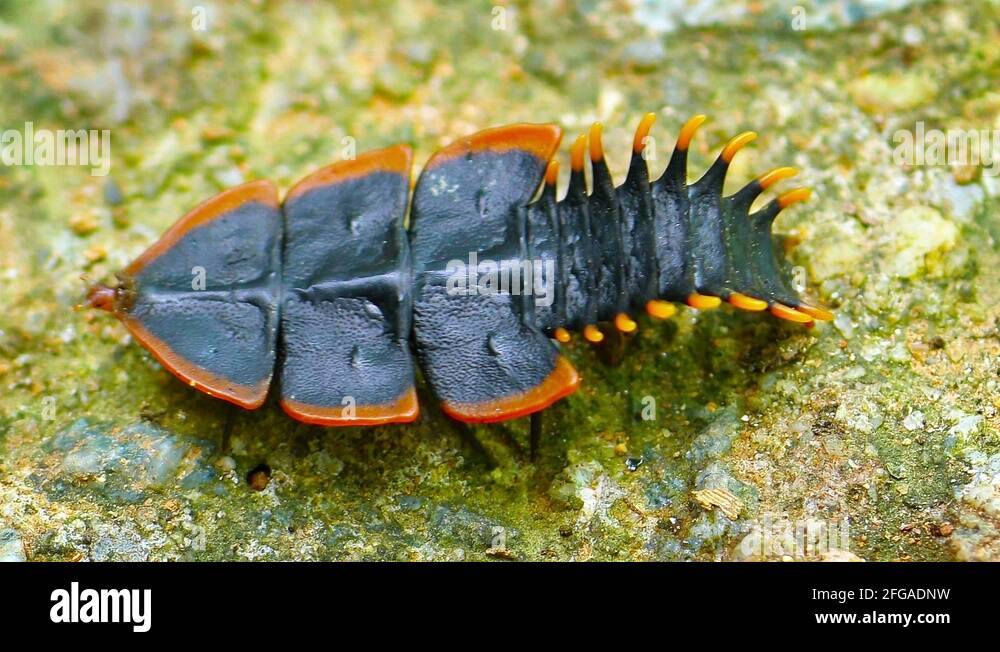Live Female Specimen of Trilobite Beetle in Thailand Stock Video ...