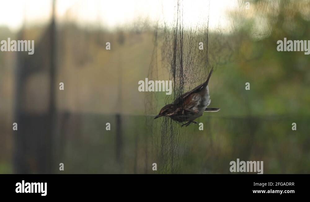 Mist net Stock Videos & Footage - HD and 4K Video Clips - Alamy