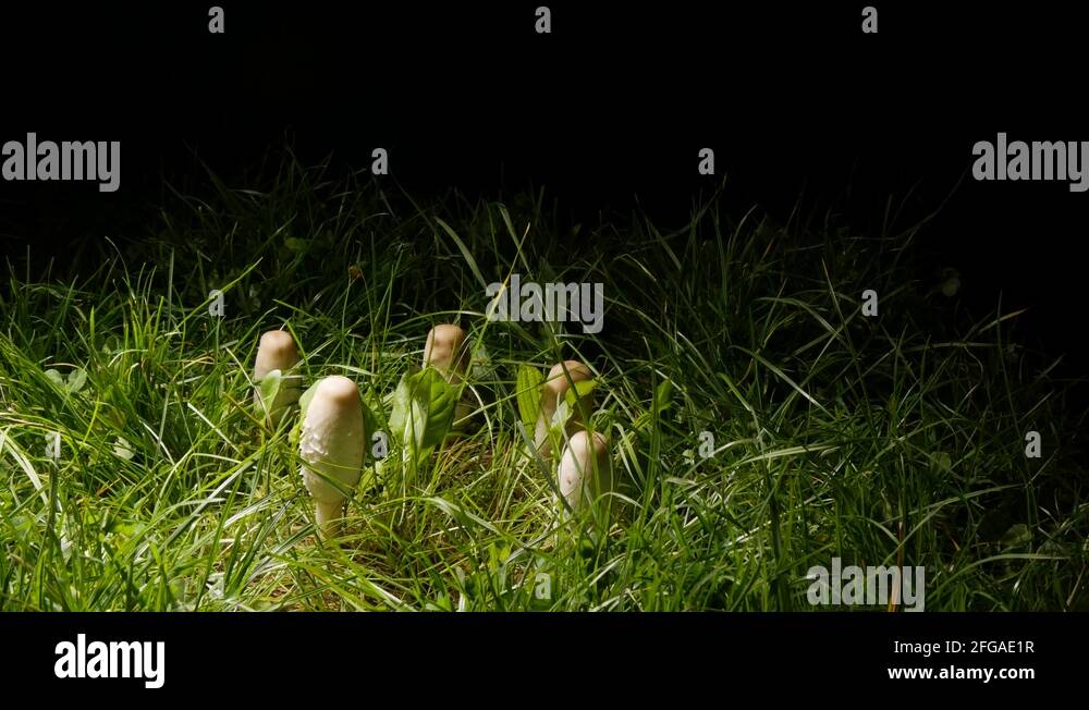 Ink fungi Stock Videos & Footage - HD and 4K Video Clips - Alamy