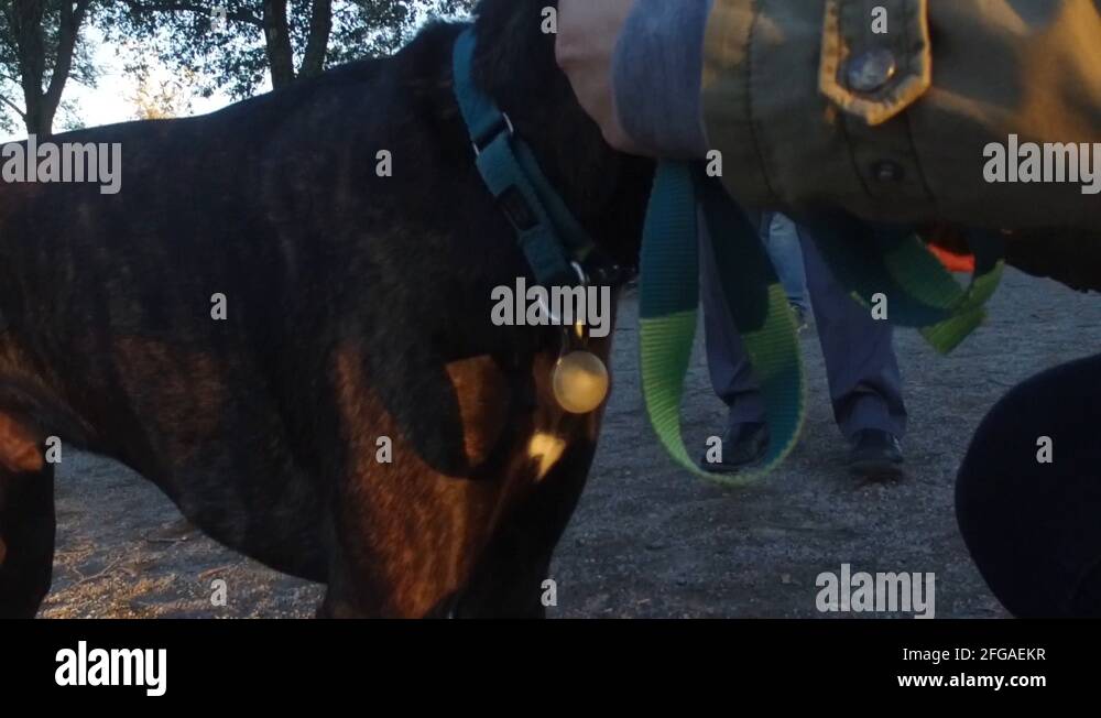 Muzzled Stock Videos & Footage - HD and 4K Video Clips - Alamy