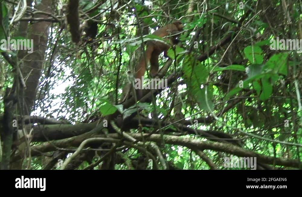 Rainforest lemur Stock Videos & Footage - HD and 4K Video Clips - Alamy