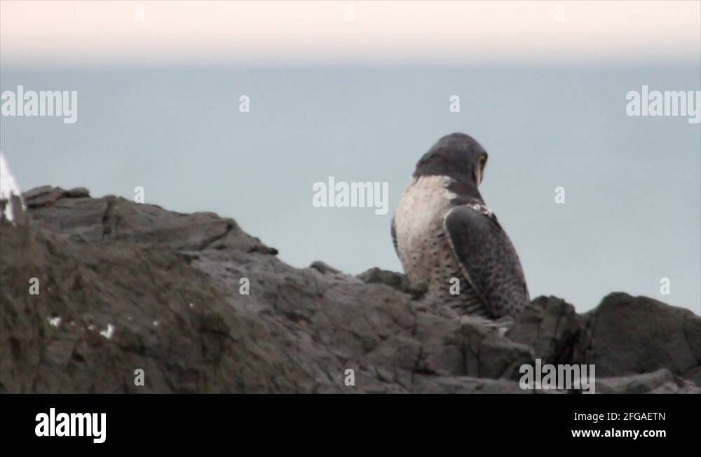 Japan raptor Stock Videos & Footage - HD and 4K Video Clips - Alamy