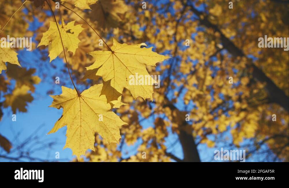 Maple leaf on natural Stock Videos & Footage - HD and 4K Video Clips ...