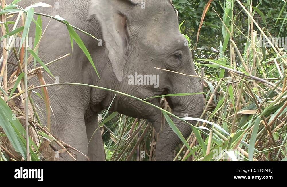Elephas maximus borneensis Stock Videos & Footage - HD and 4K Video ...
