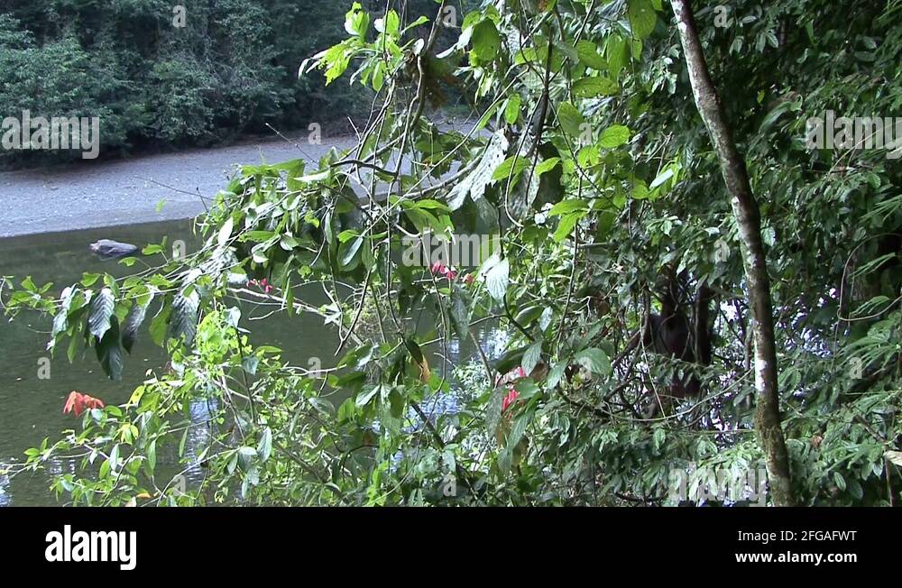 Fig tree fruit river Stock Videos & Footage - HD and 4K Video Clips - Alamy