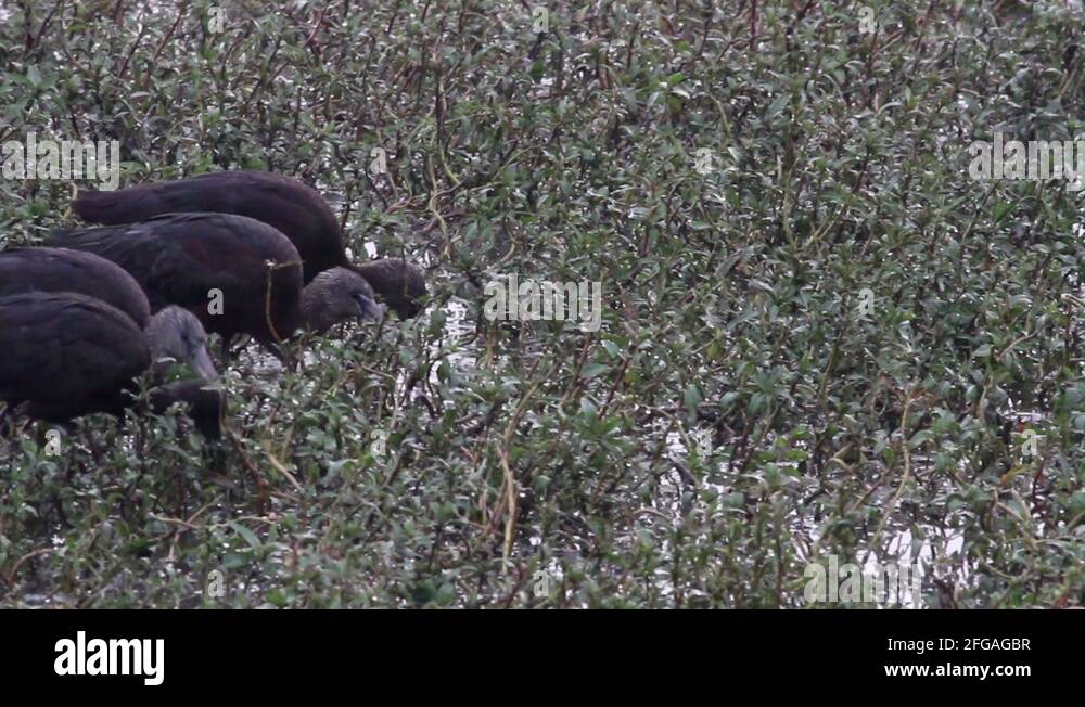 Glossy ibis Stock Videos & Footage - HD and 4K Video Clips - Alamy
