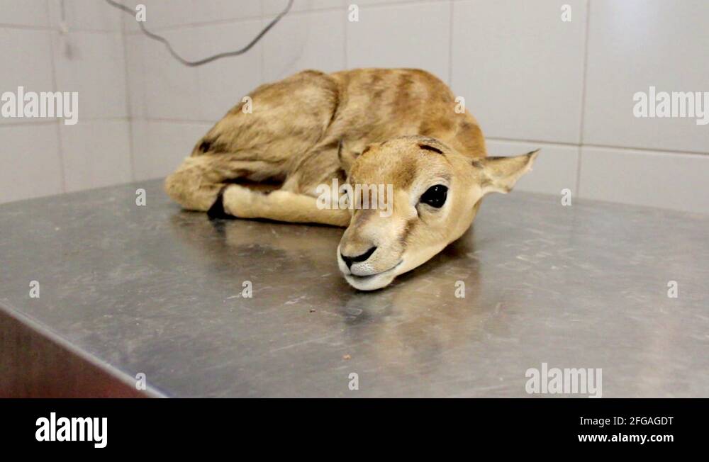 Springbok fawn Stock Videos & Footage - HD and 4K Video Clips - Alamy