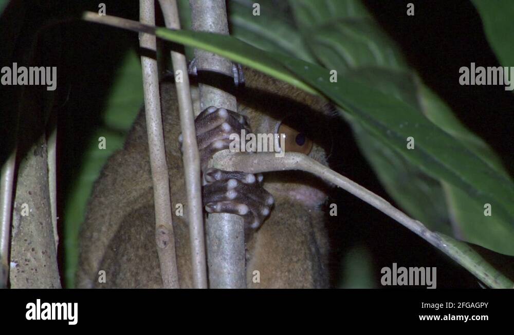 Western Tarsier hide behind tree trunk in lowland rainforest and look ...
