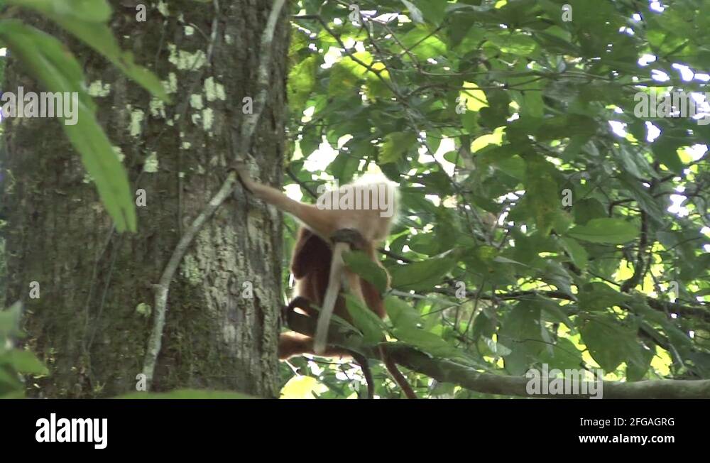 Where to go sabah Stock Videos & Footage - HD and 4K Video Clips - Alamy