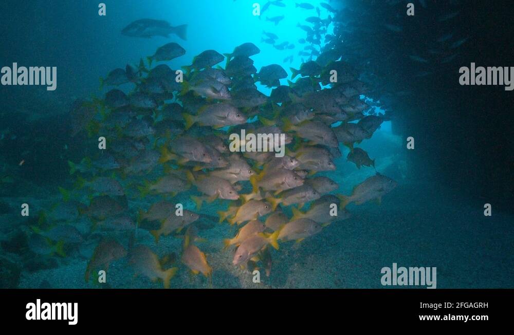 Coral arch Stock Videos & Footage - HD and 4K Video Clips - Alamy