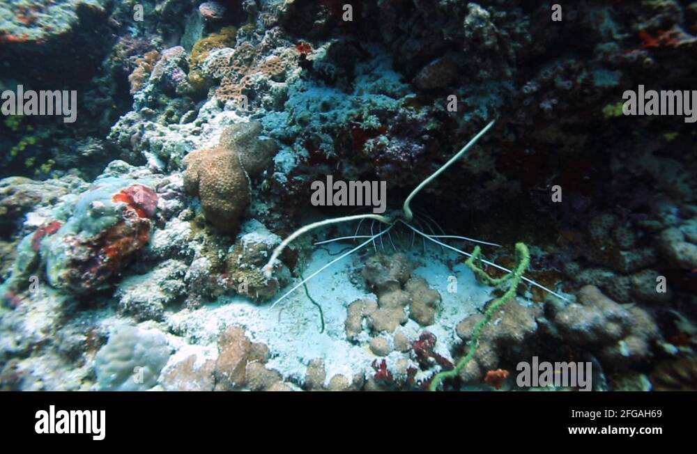 Lobster attack fish Stock Videos & Footage - HD and 4K Video Clips - Alamy