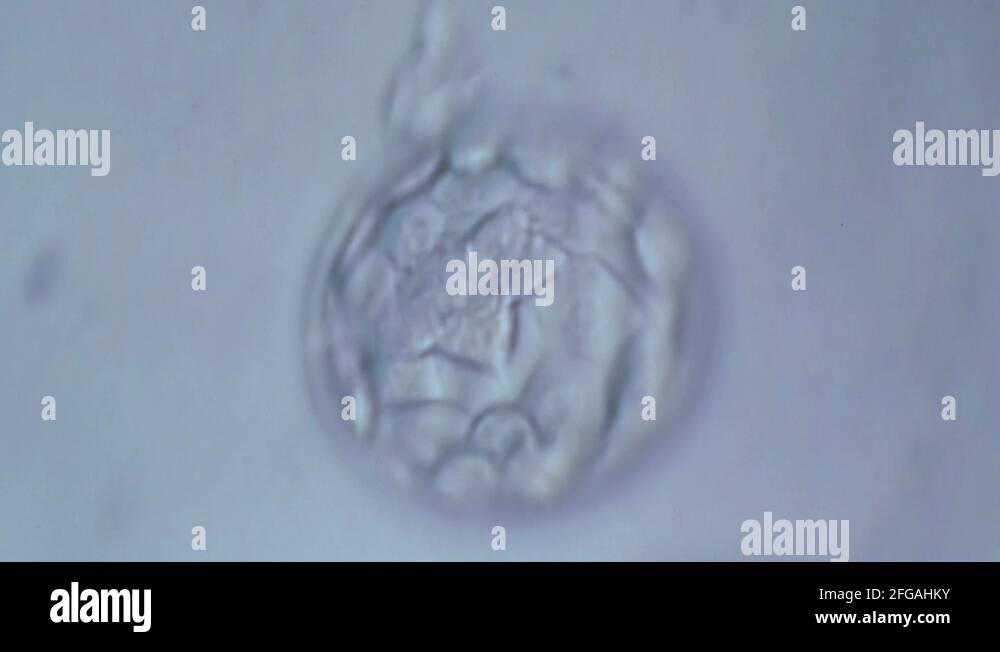 Cellular division of an in vitro fetus under microscope. Generic cell ...