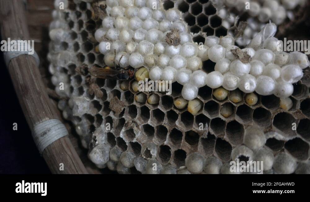 Honeybee pupae Stock Videos & Footage - HD and 4K Video Clips - Alamy