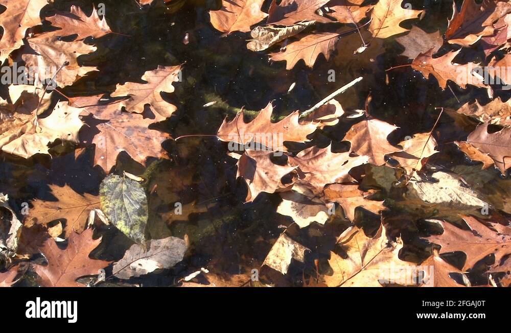 Floating fall leaves Stock Videos & Footage - HD and 4K Video Clips - Alamy